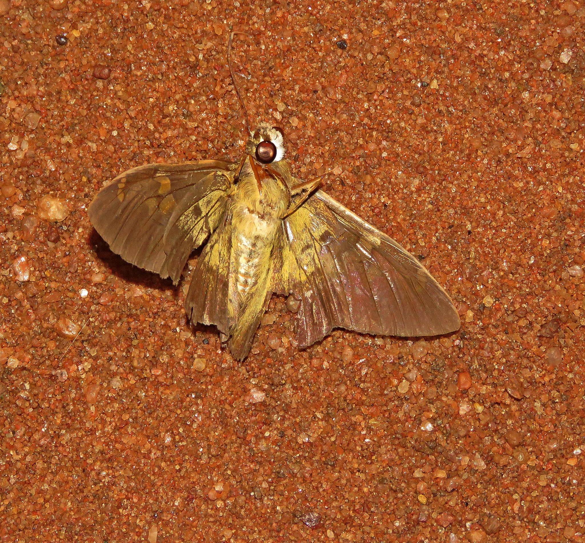 Nascus broteas (Cramer, 1780)