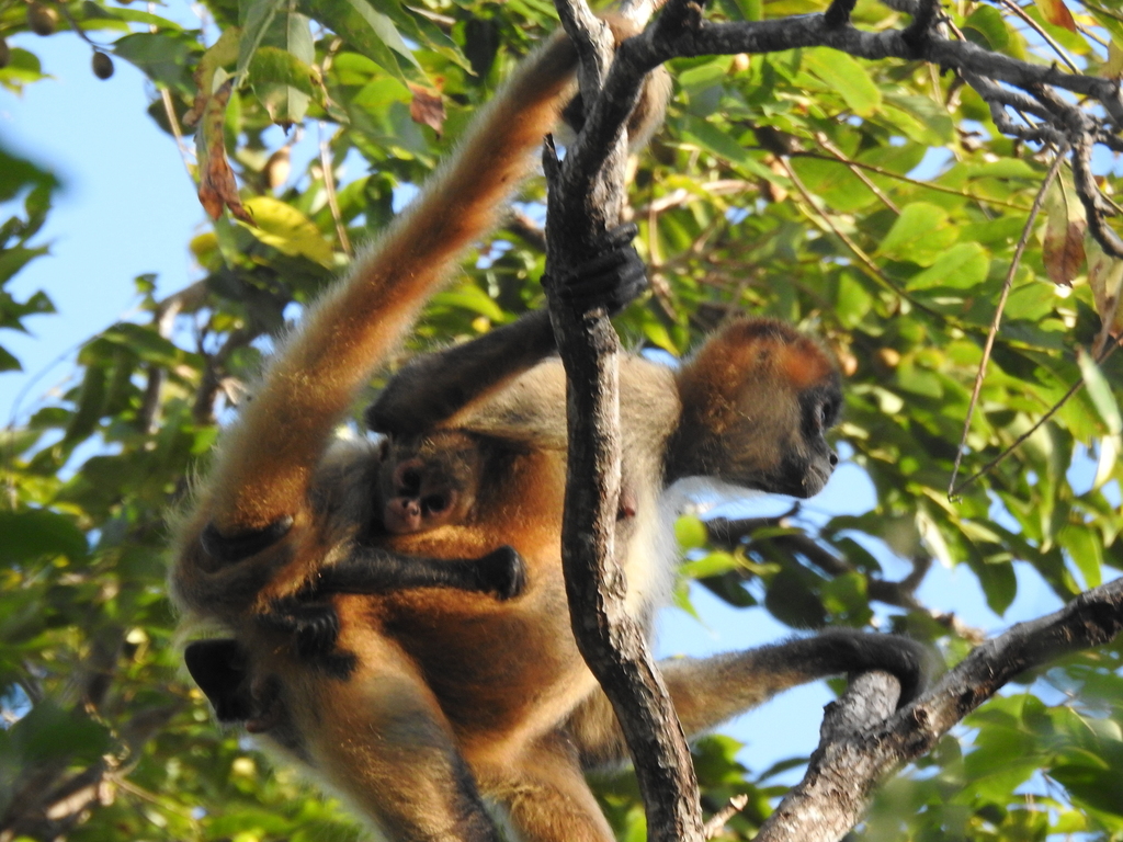 Central American Spider Monkey in January 2021 by Michelle Monge ...