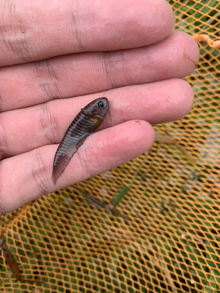Bronze Featherback from Dengkil, Selangor, MY on December 02, 2020 at ...