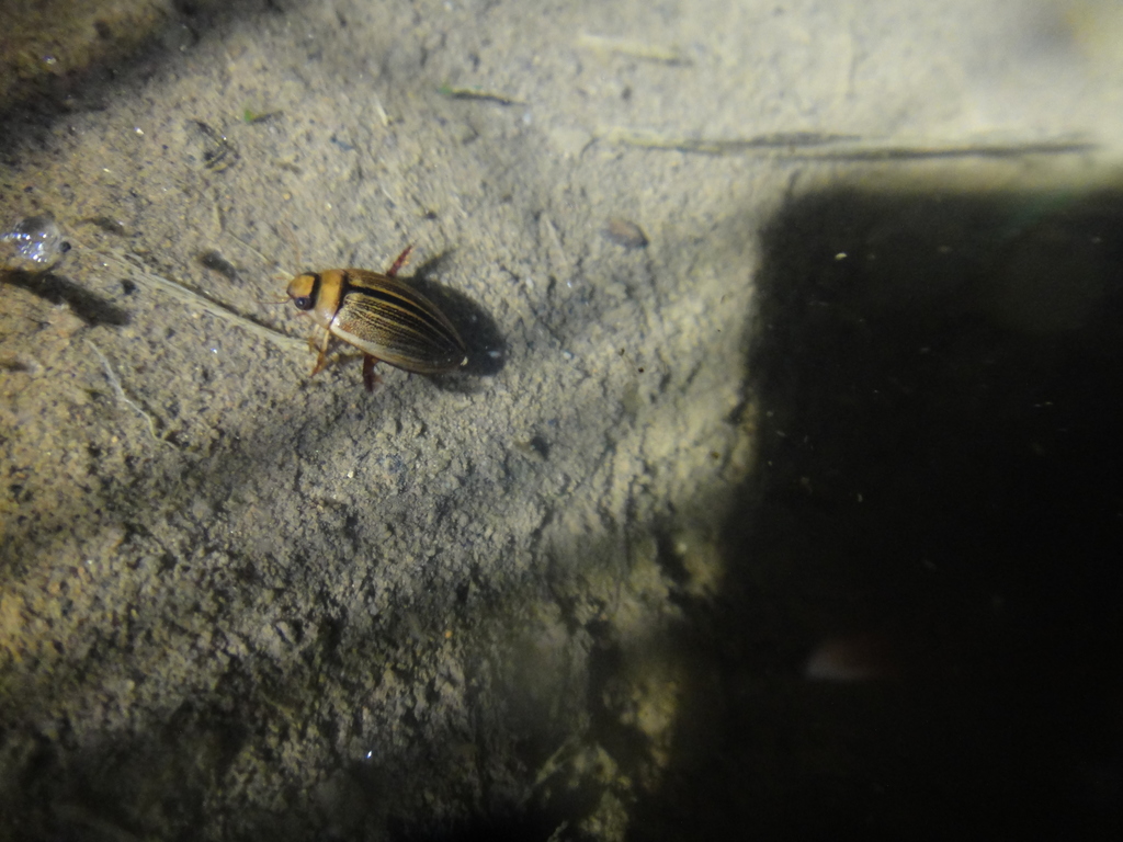 Hydaticus grammicus from 日本、〒861-3211 熊本県上益城郡御船町水越 on June 9, 2012 at ...