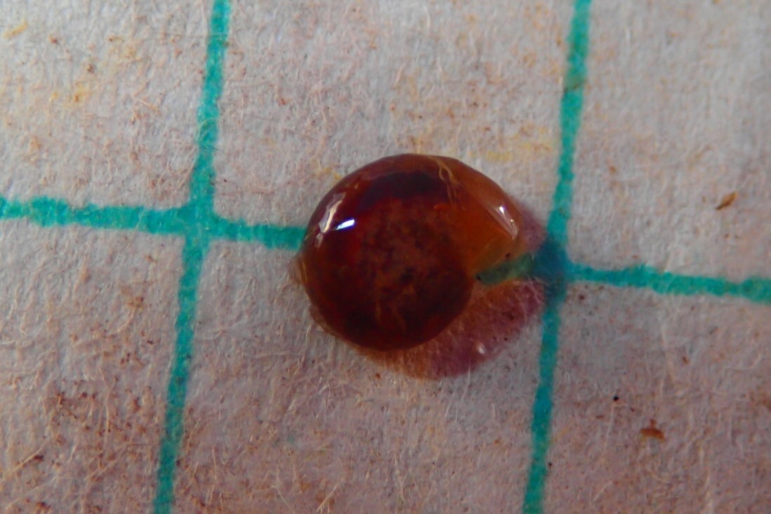 Gyraulus parvus (Say, 1817)