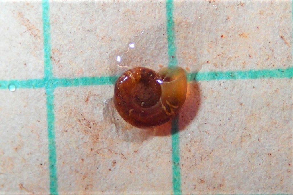 Gyraulus parvus (Say, 1817)