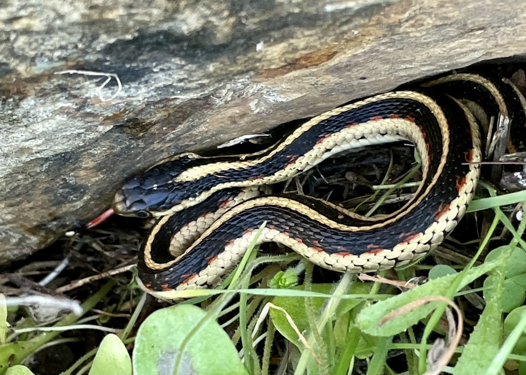 Valley Garter Snake from La Grange Rd, La Grange, CA, US on January 18 ...