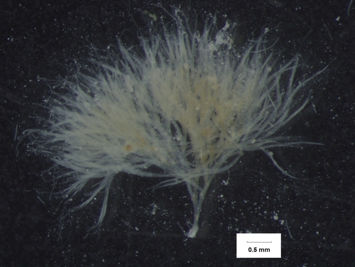 Genus Dichothrix · iNaturalist