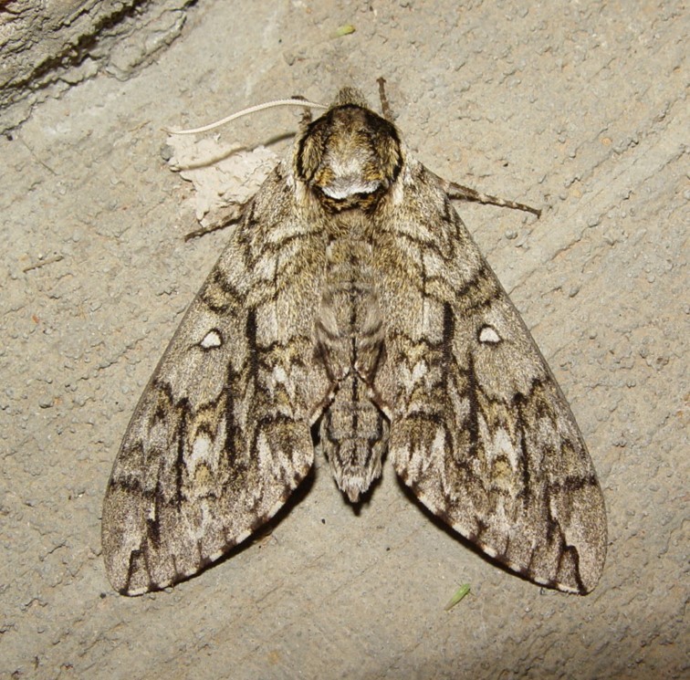 Waved Sphinx (Pipsico Scout Reservation Awesome Nature Guide) · iNaturalist