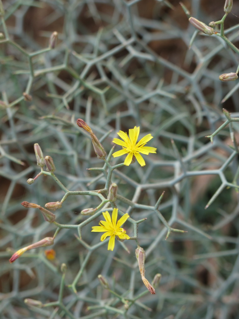 Strauch-Dornlattich (Madeira Pflanzen Asterales, Campanulales ...