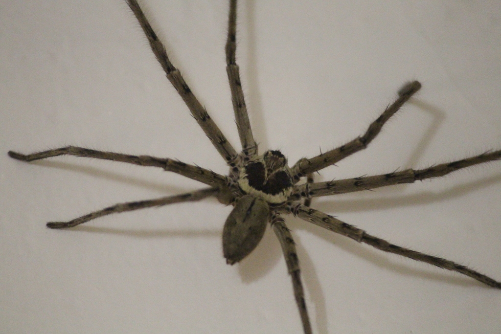 Pantropical Huntsman Spider from Painkanur, Kattipparuthi, Kerala ...