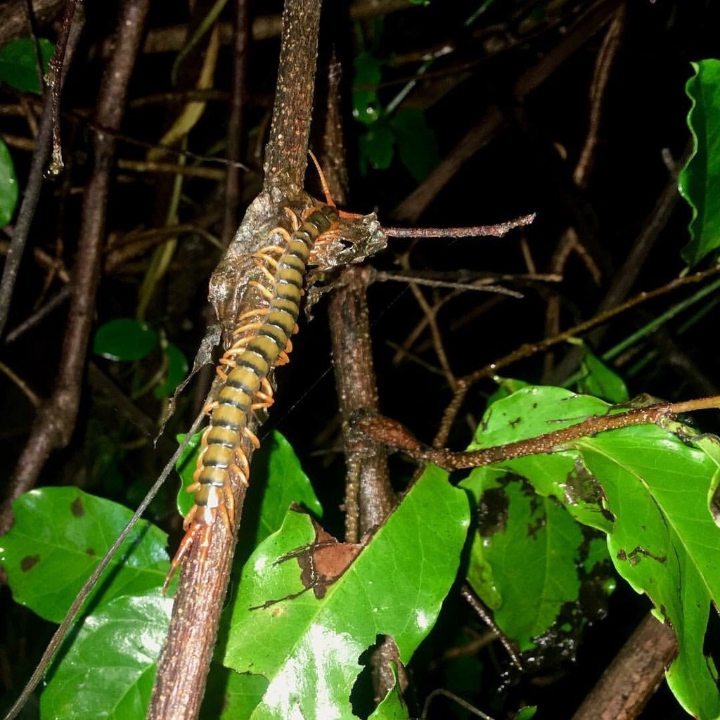 African Giant Centipede in October 2016 by Justin Miller. Found in tree ...