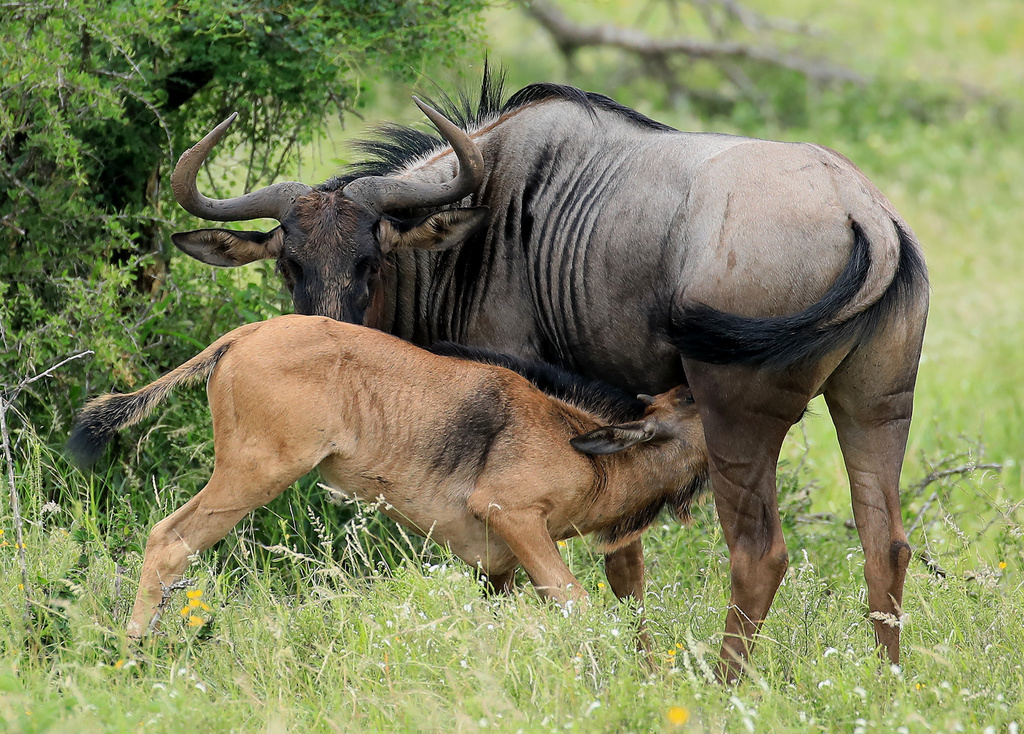 Blue Wildebeest (Connochaetes taurinus taurinus) - Know Your Mammals