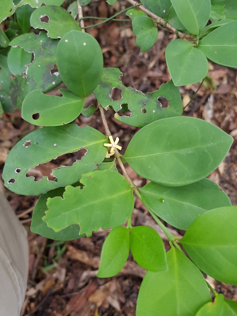Cyclophyllum coprosmoides (Logan RE 12.8.9 Flora) · iNaturalist