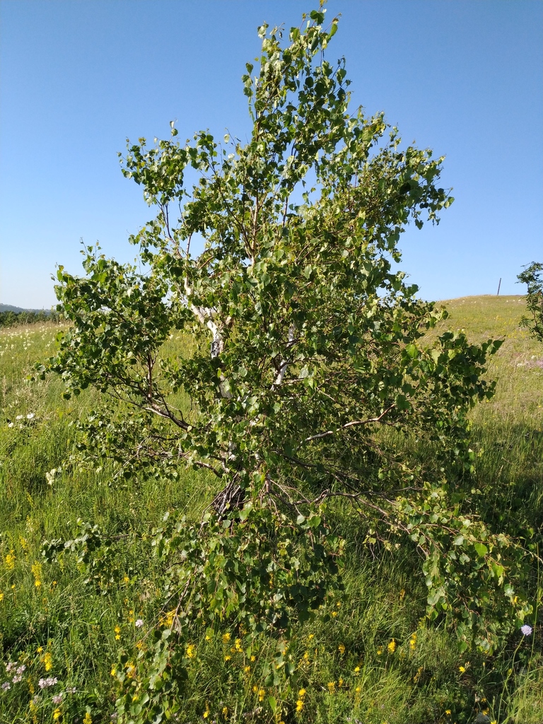 silver birch from Ай-Петринская яйла (у шоссе), Ялтинский горно-лесной ...