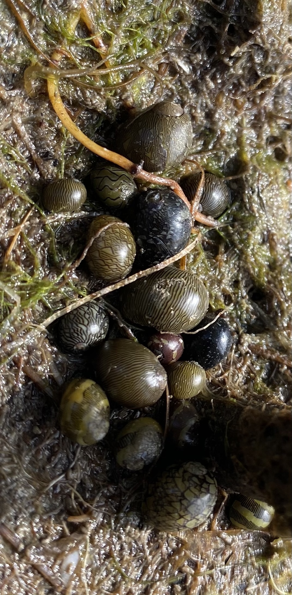 Clithon oualaniense (Lesson, 1831)