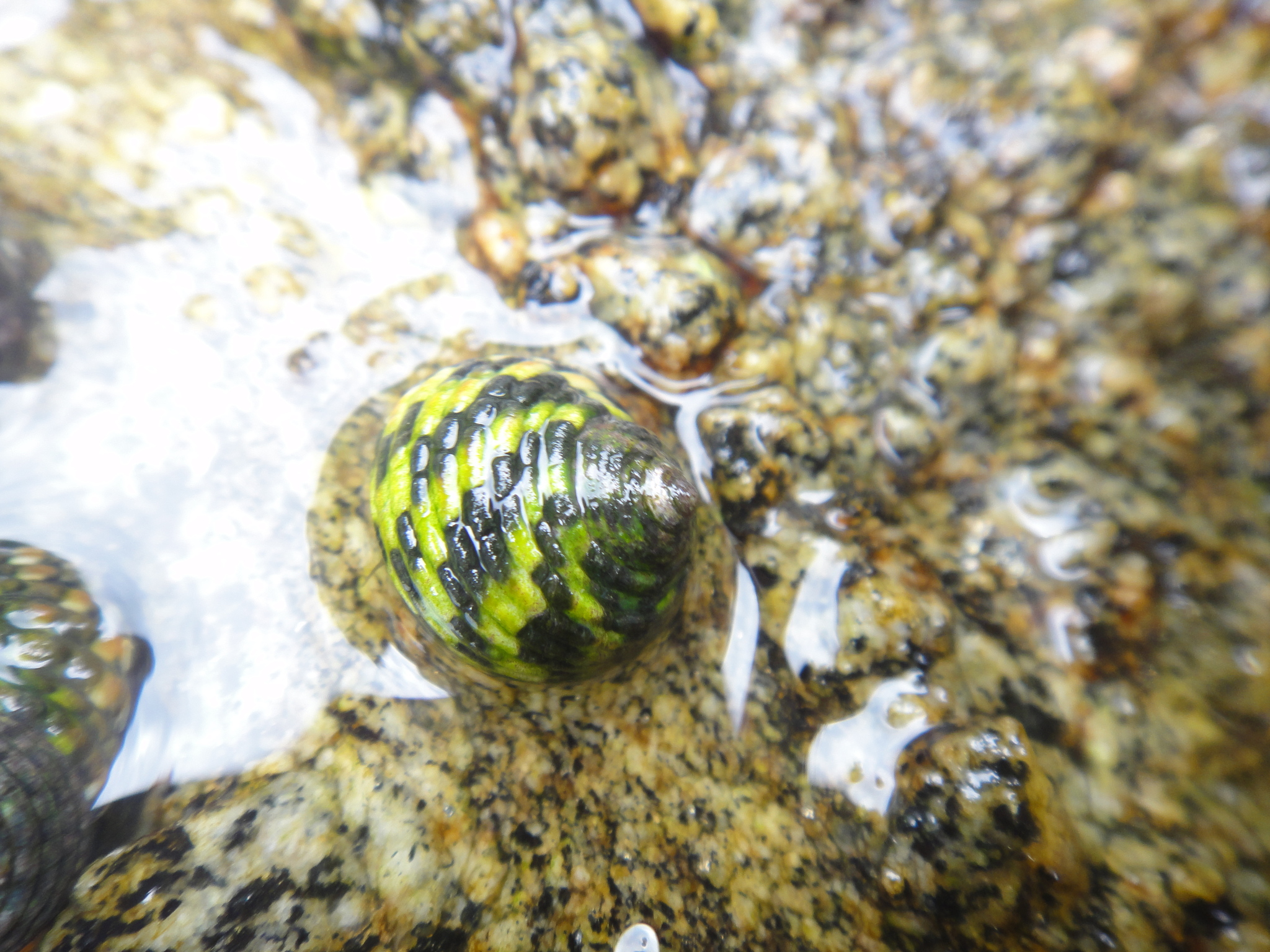 Monodonta confusa Tapparone Canefri, 1874