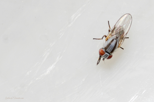 Leucopis cilifemur · iNaturalist