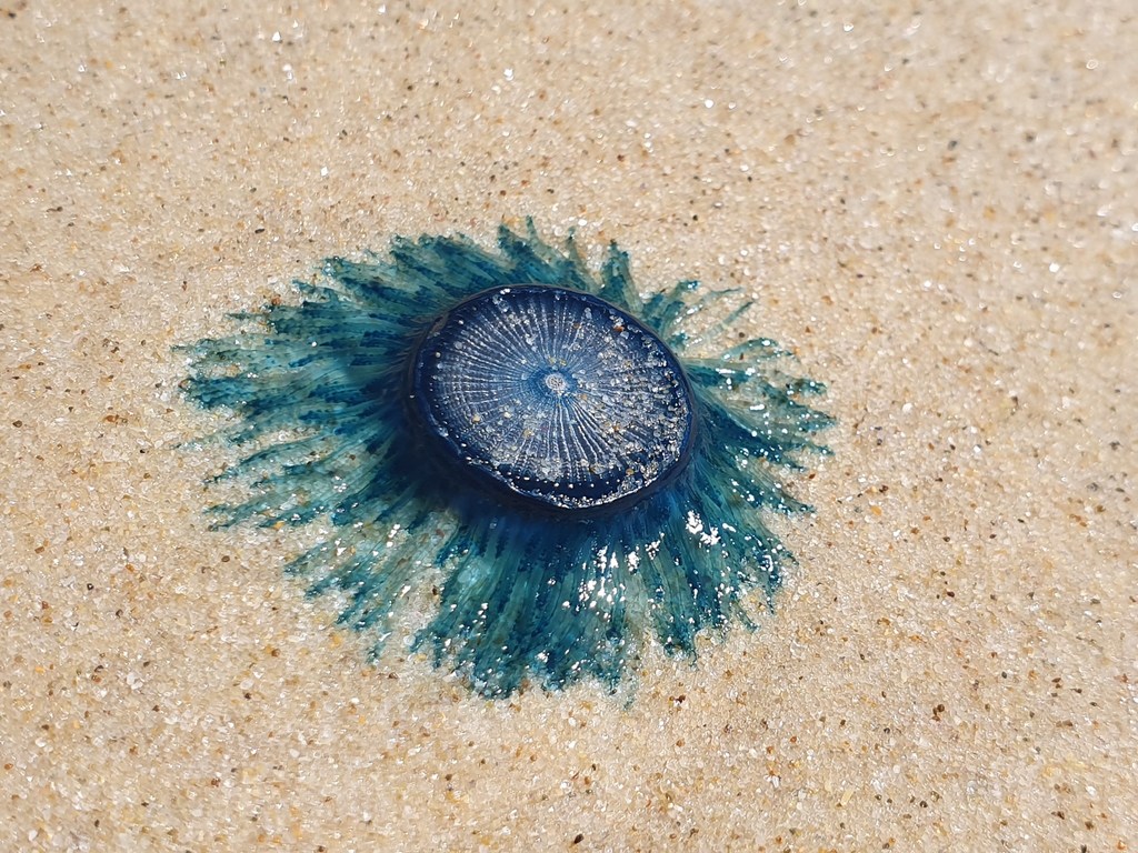 Blue Button from Moonee Beach, New South Wales, Australia on January 21 ...