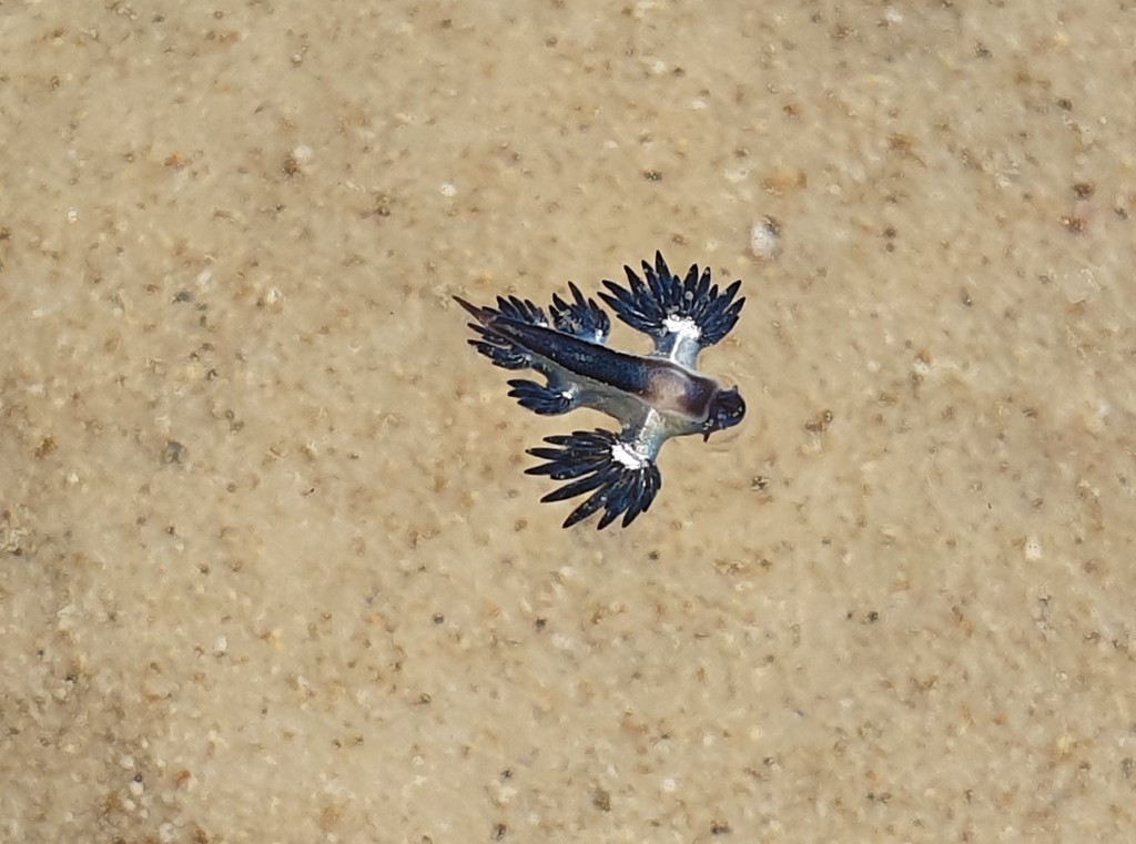 Glaucilla bennettae from Moonee Beach, New South Wales, Australia on ...
