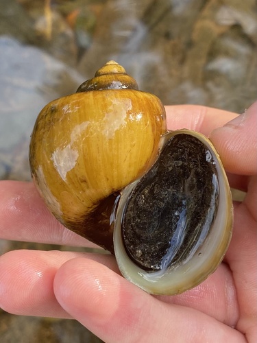 Spike-topped Apple Snail (Pomacea diffusa) · iNaturalist