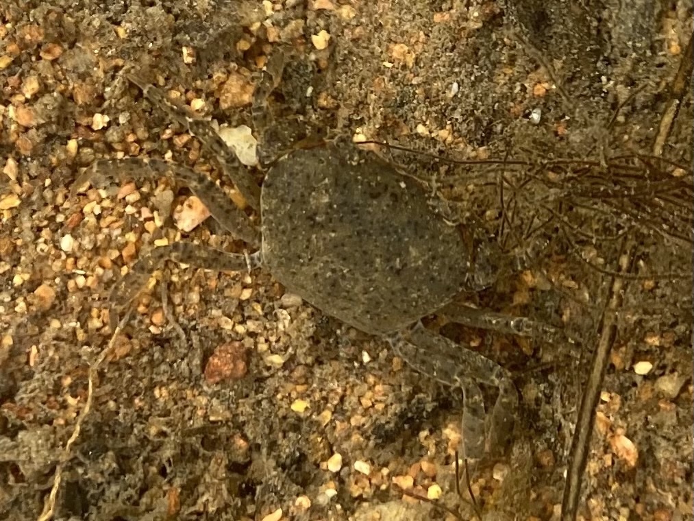 Austrothelphusa transversa (von Martens, 1868)