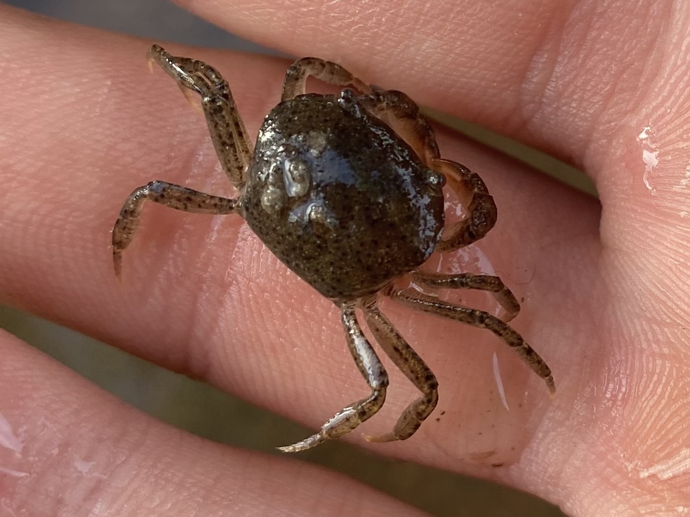 Austrothelphusa transversa (von Martens, 1868)