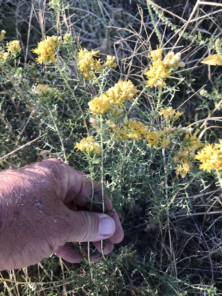 burroweed from 3200 N Silverbell Rd, Tucson, AZ, US on October 09, 2017 ...