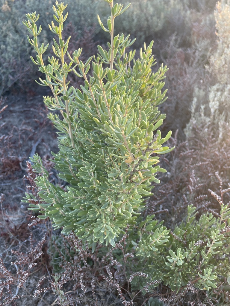 nitre bush from Port Noarlunga South Reserve, Port Noarlunga South, SA ...