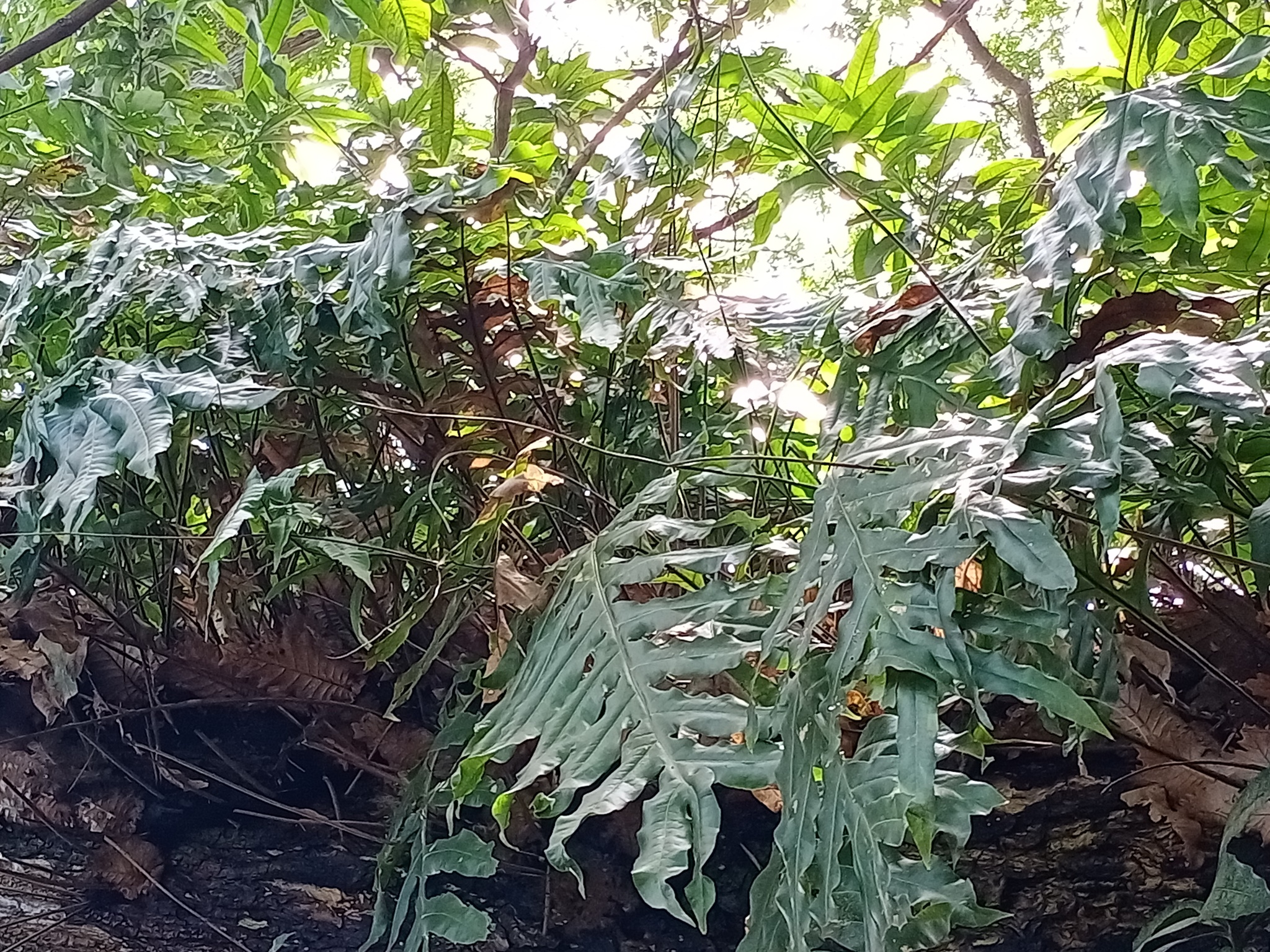 Drynaria quercifolia (L.) J.Sm.