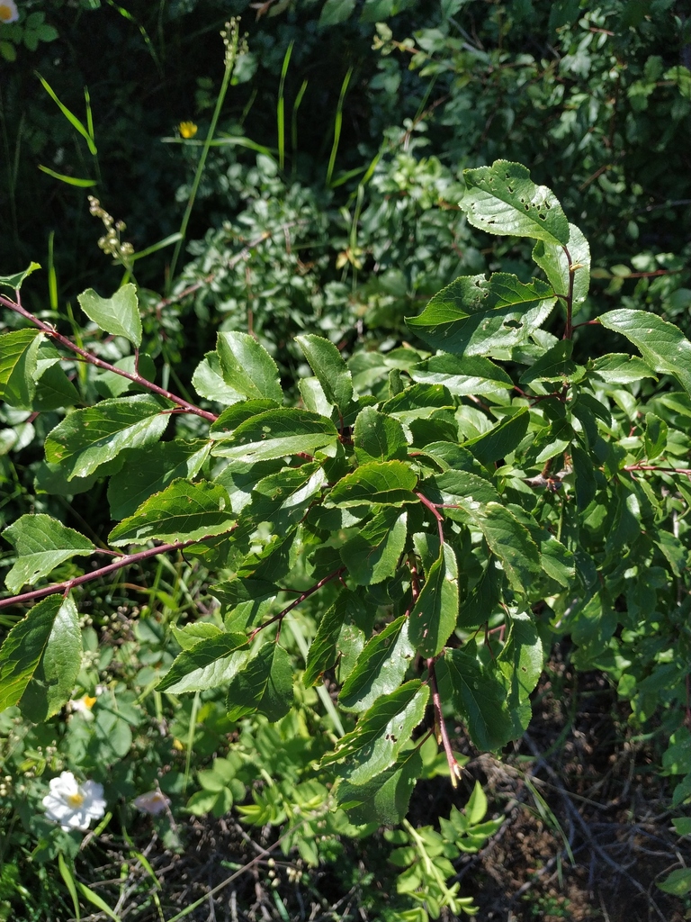 Cherry-plum from Ай-Петринская яйла (у шоссе), Ялтинский горно-лесной ...