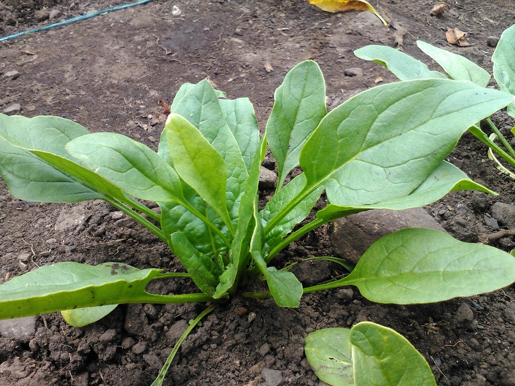 Spinach (Spinacia oleracea) - Botanical Realm