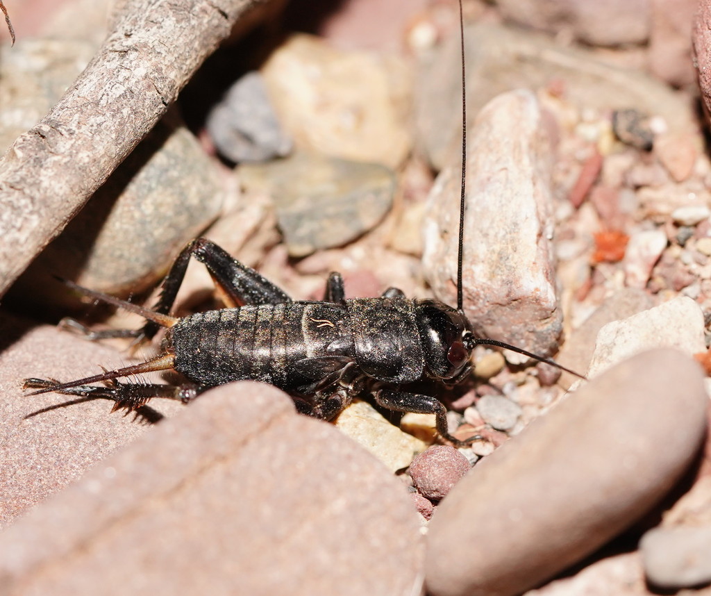 Australian Black Field Cricket from Pardalote Camp, Licola VIC 3858 ...