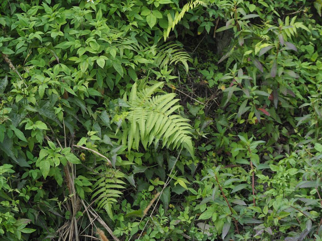 Vegetable Fern from Yulin, Taiwan, Taiwan on January 21, 2021 at 12:50 ...