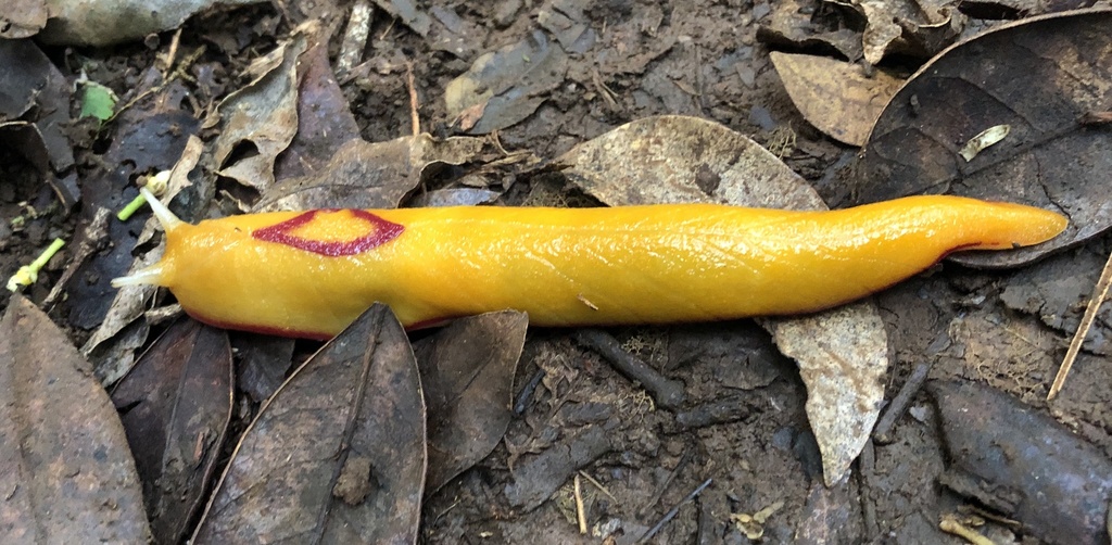 Red Triangle Slug from Main Range National Park, Tregony, QLD, AU on ...