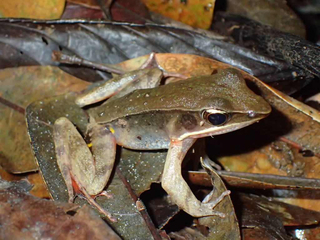 rana brillante del bosque (Anfibios y Reptiles) · iNaturalist