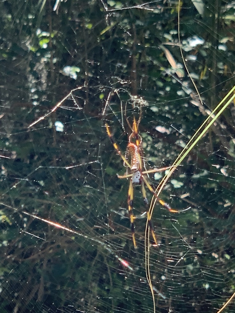 Golden Silk Spider from Hilton Head Island, Hilton Head Island, SC, US ...