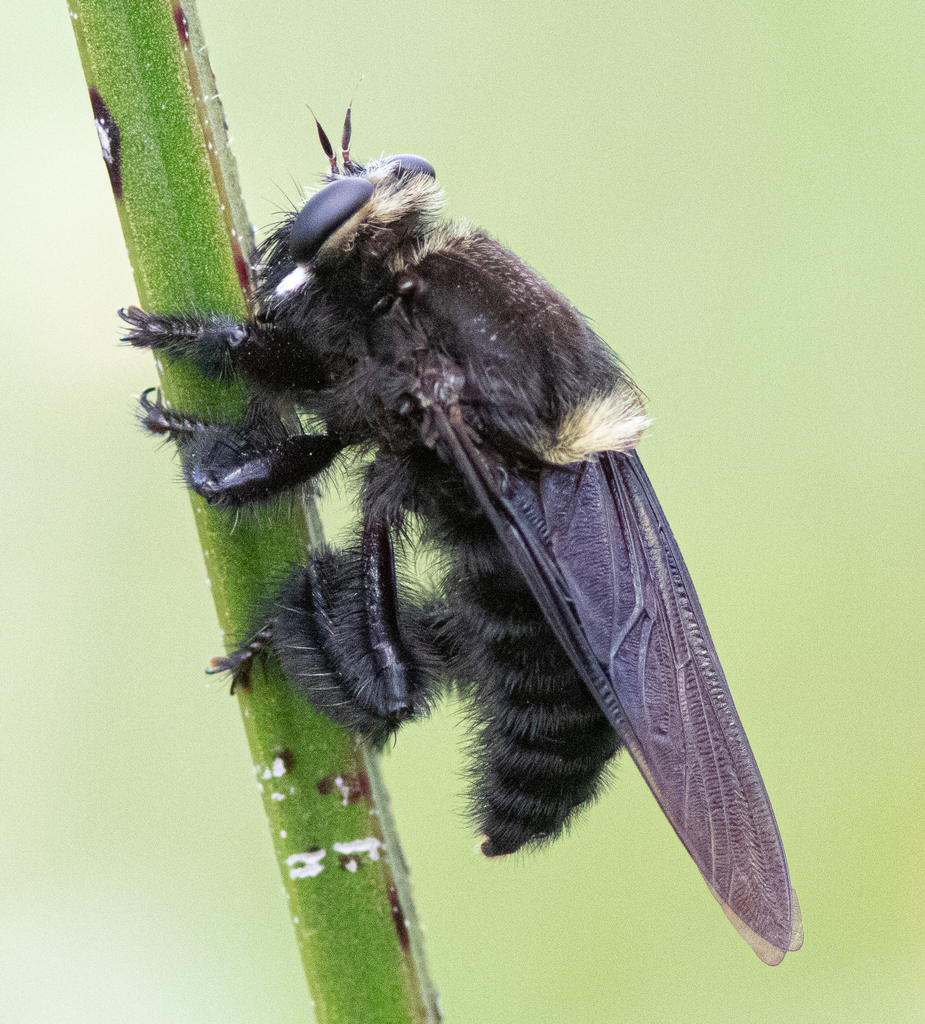 Beelzebub Bee-eater from Fort Bend County, TX, USA on August 11, 2020 ...
