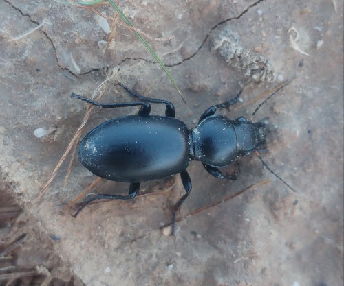 Broscus laevigatus · iNaturalist United Kingdom