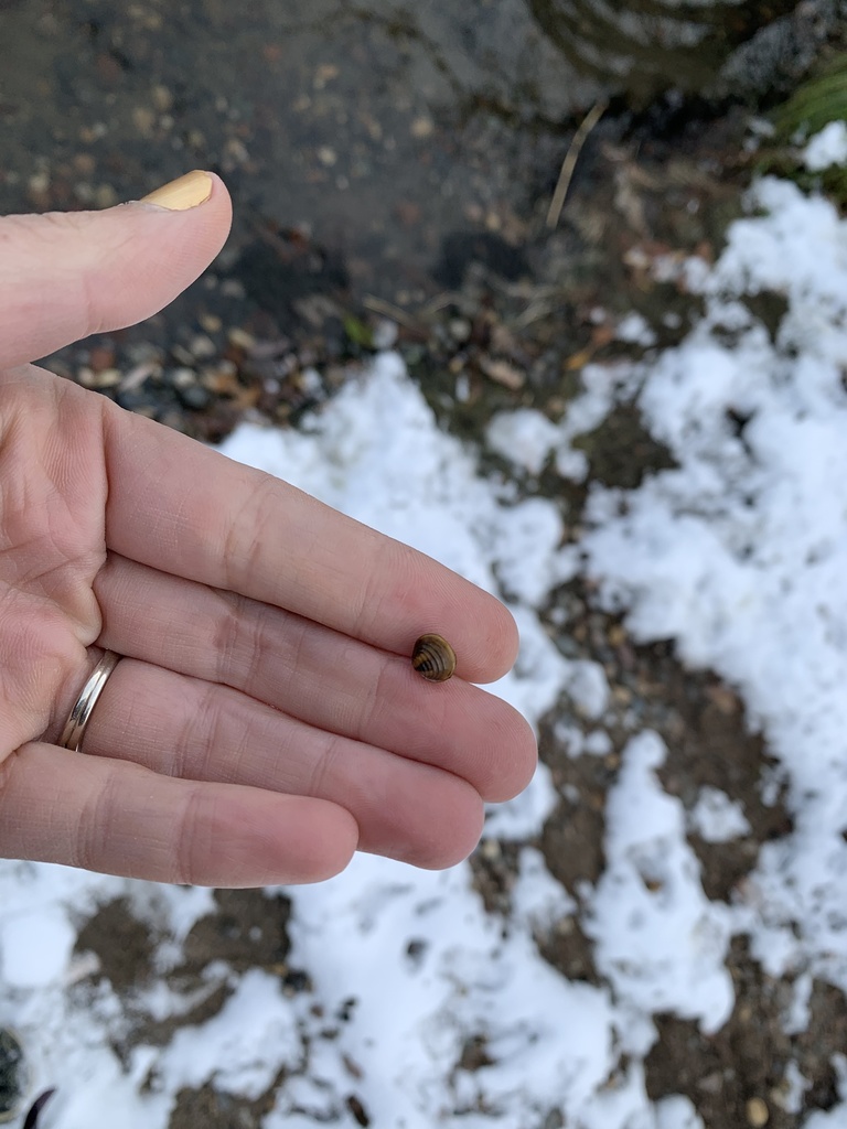 Asian Clam from 55th St, Clear Lake, MN, US on October 21, 2020 at 10: ...