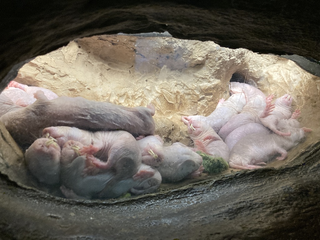 Naked Molerat (Heterocephalus glaber) - Know Your Mammals