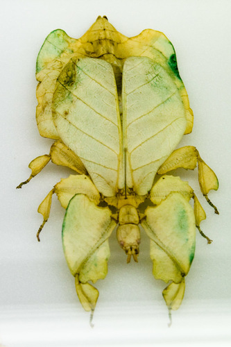 Superfamily Phyllioidea · iNaturalist