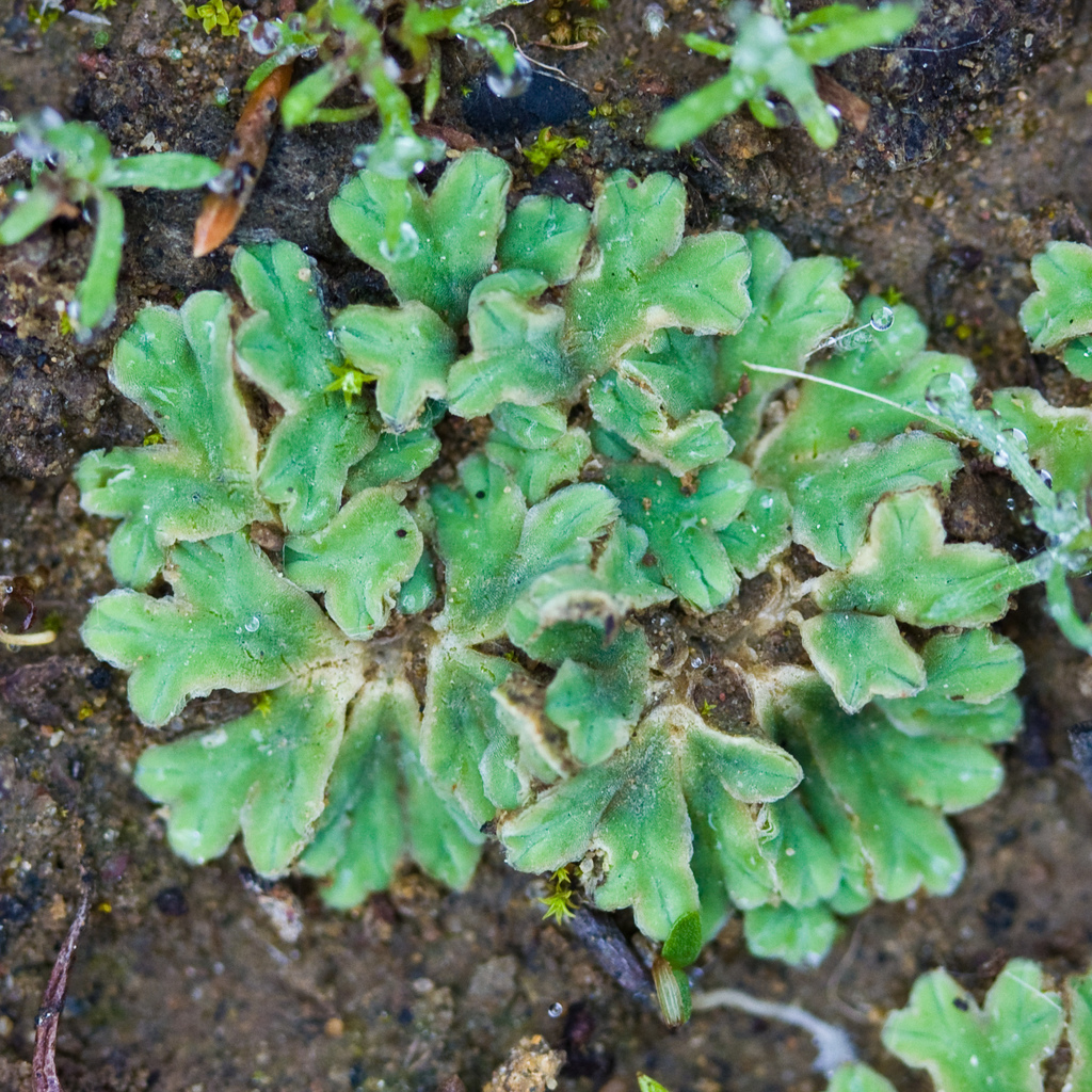 Thallose Liverwort from Las Trampas Regional Wilderness, Contra Costa ...