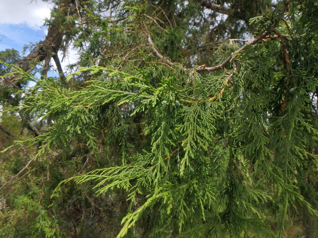 African juniper (Juniperus procera) - Botanical Realm