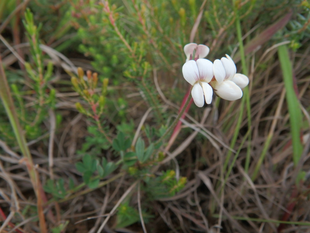 Lotus becquetii from Mount Elgon, Endebess, Trans Nzoia, Kenya on ...