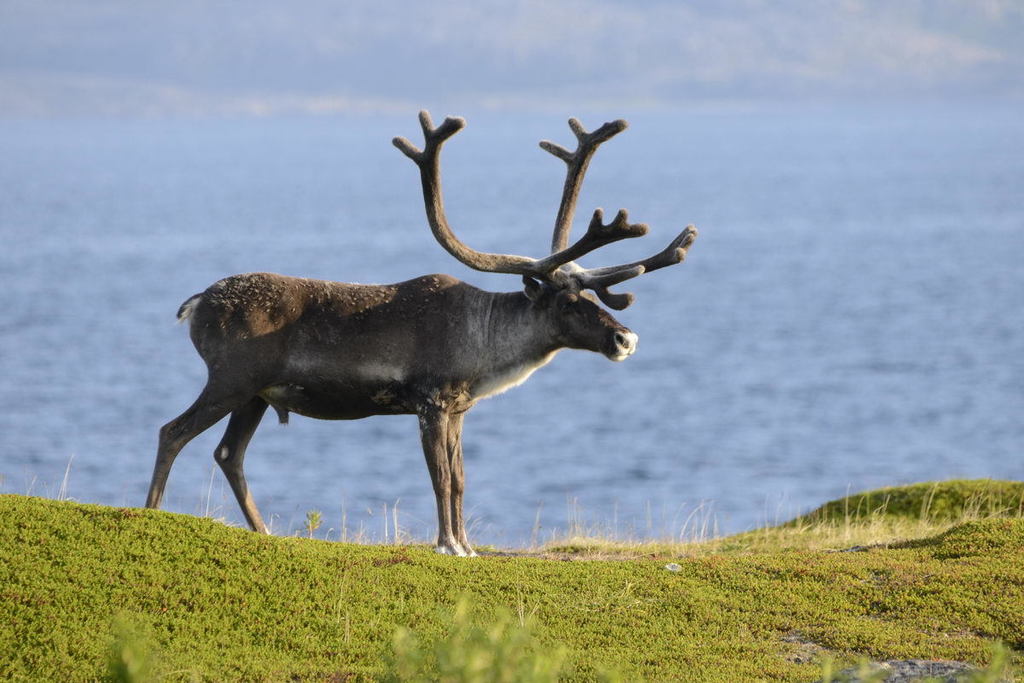 Mountain Reindeer (Rangifer tarandus tarandus) - Know Your Mammals