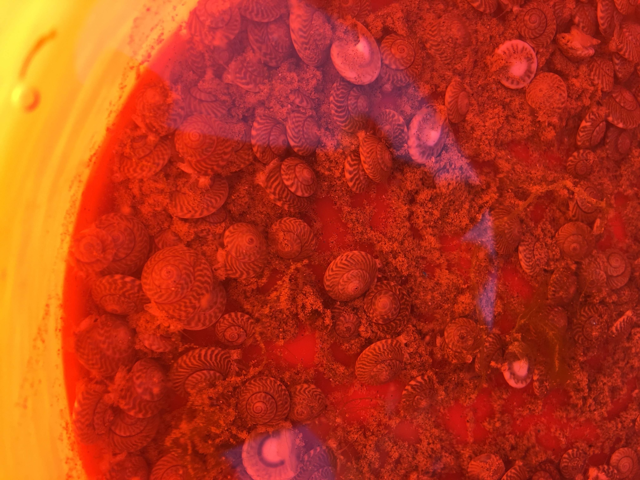 Umbonium thomasi (Crosse, 1863)