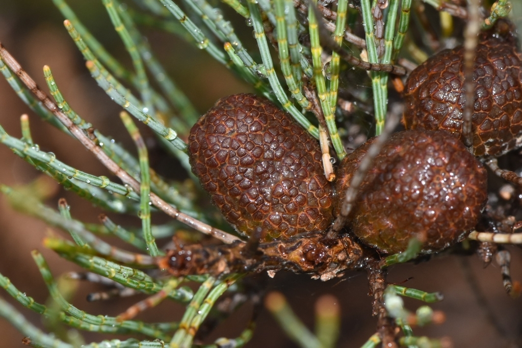 dwarf sheoak (Allocasuarina humilis) - Botanical Realm
