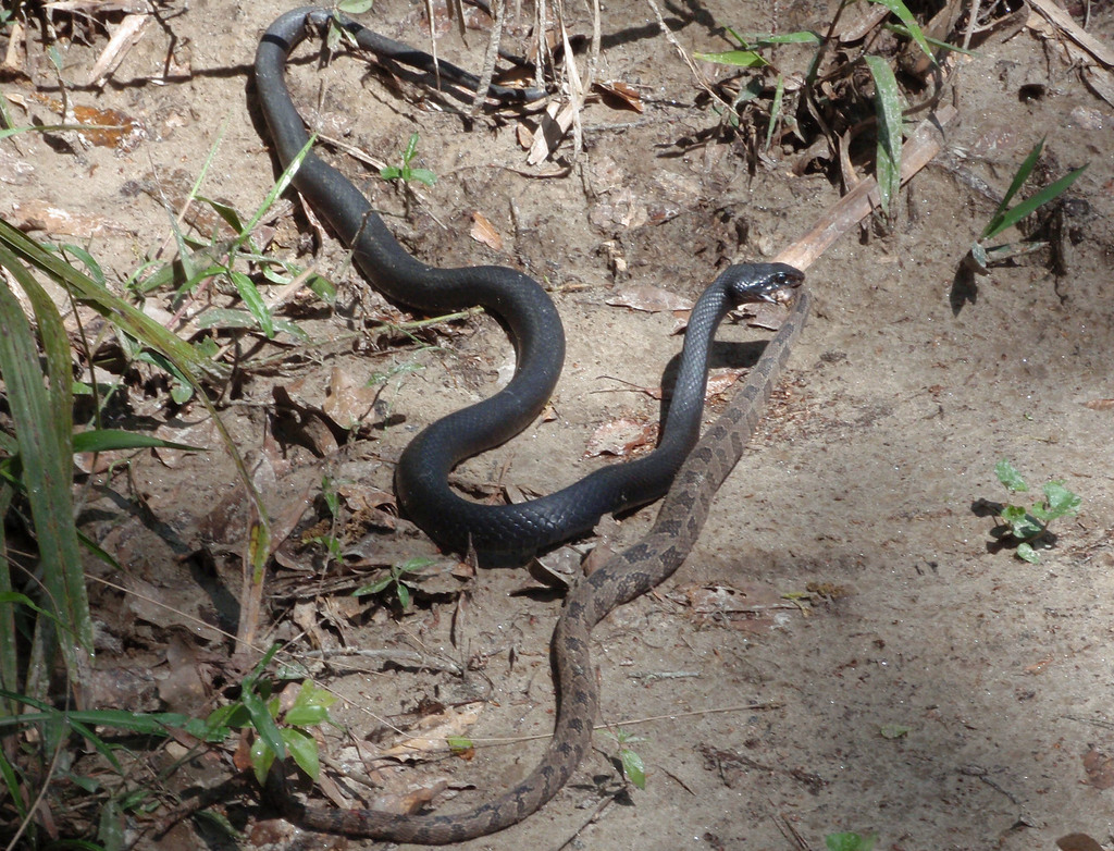 Brownchin Racer from Liberty County, FL, USA on March 19, 2013 at 02:26 ...