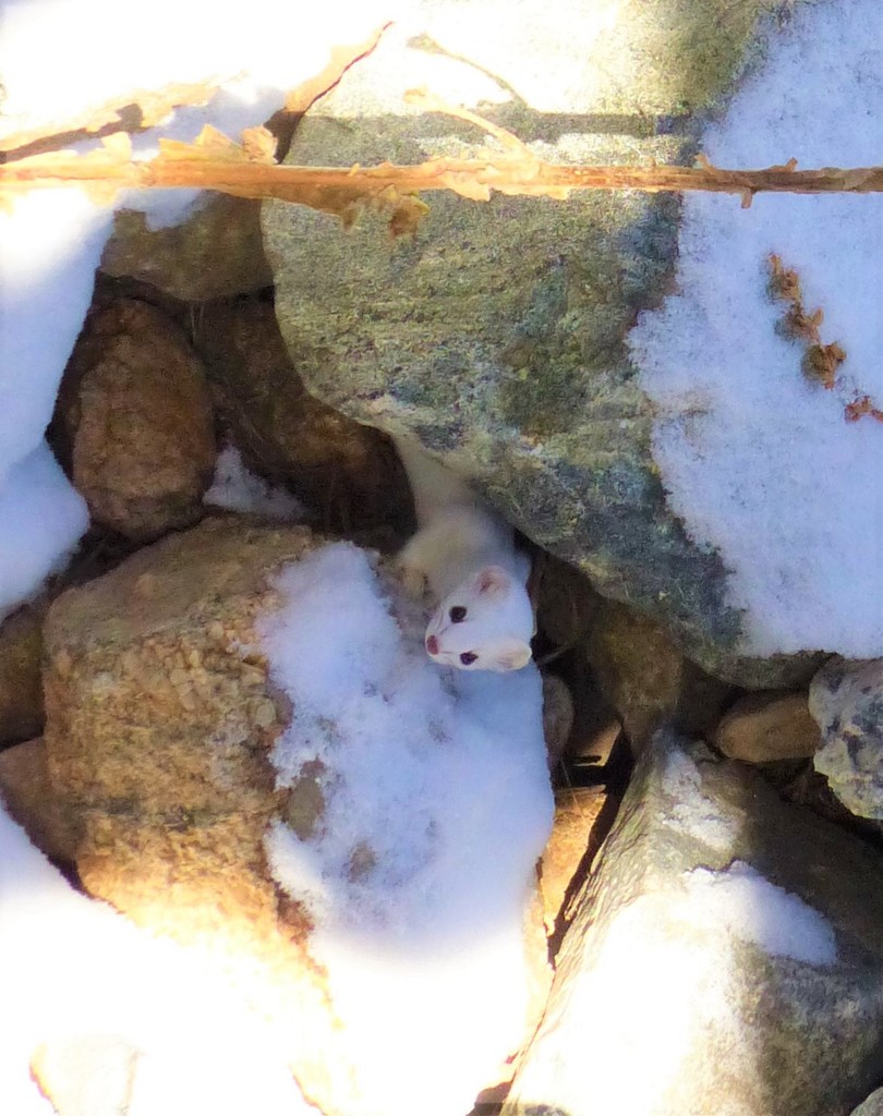 American Stoat from 68 Ward St, Black Hawk, CO 80422, USA on December ...