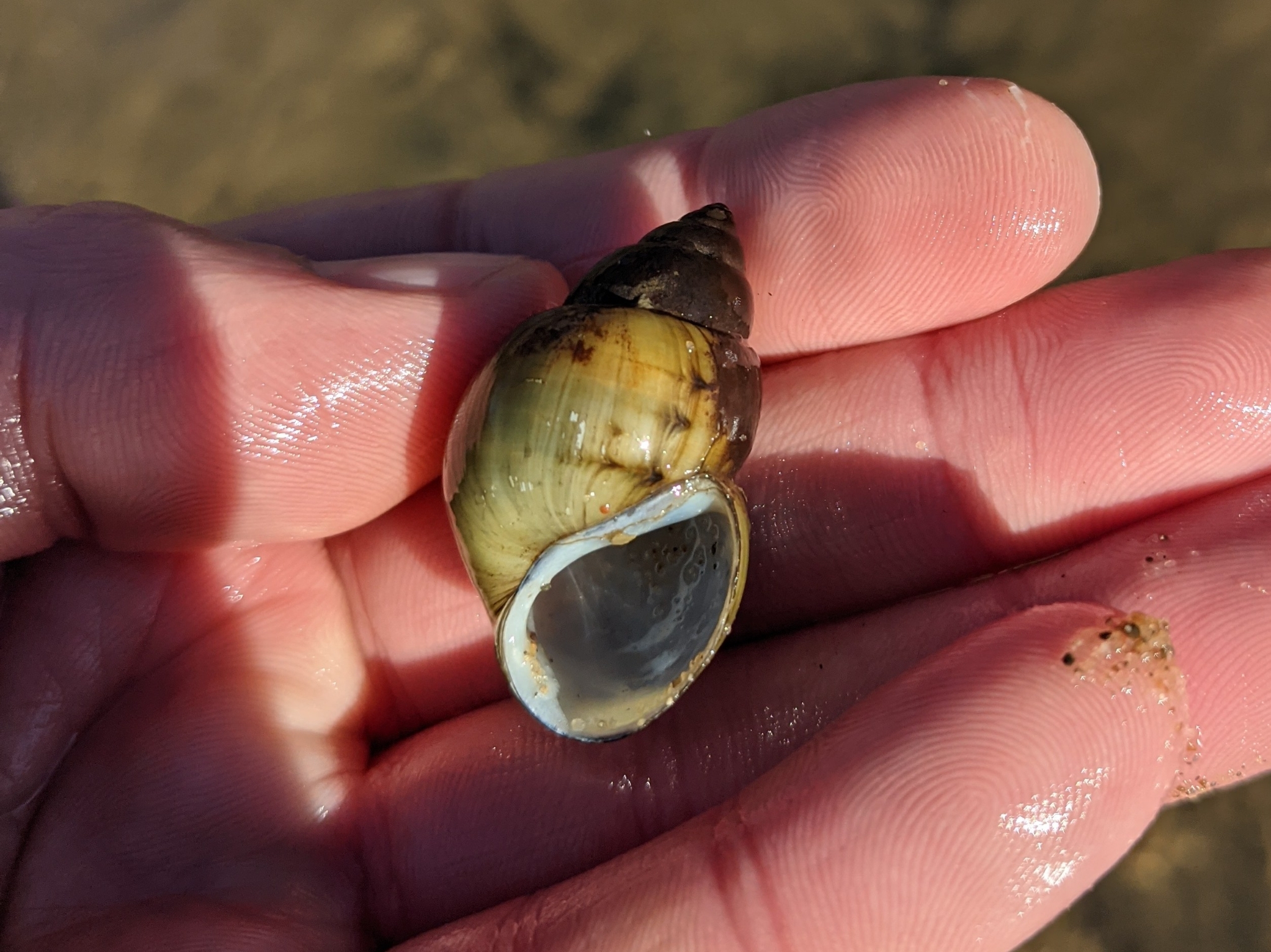 Campeloma decisum (Say, 1817)