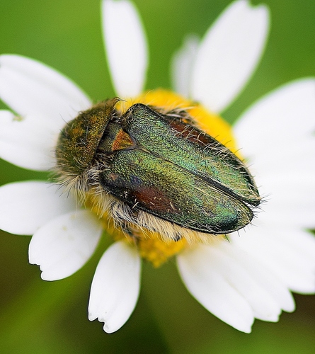 Pygopleurus humeralis · iNaturalist