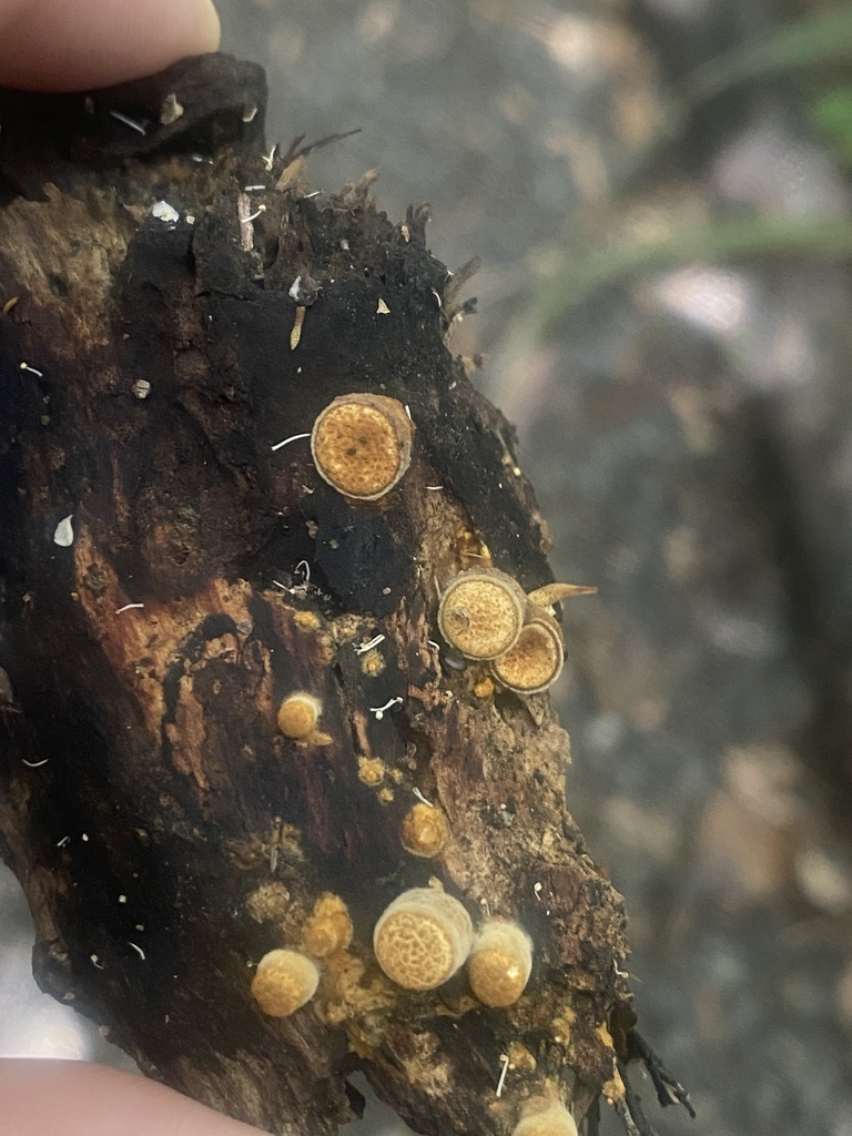 Crucibulum from Ross Creek Reservoir Land, Helensburgh, Otago, NZ on ...