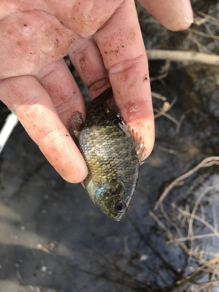 Bluegill in January 2021 by Adrian Macedo · iNaturalist